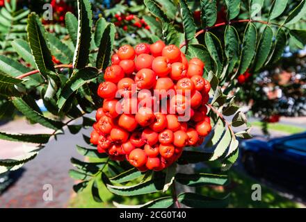 Rowan berries SORBUS AUCUPARIA L growing on a tree branches with green ...