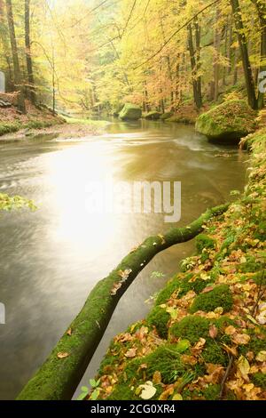 wonderful nature forest with fern rocks and moss Stock Photo - Alamy