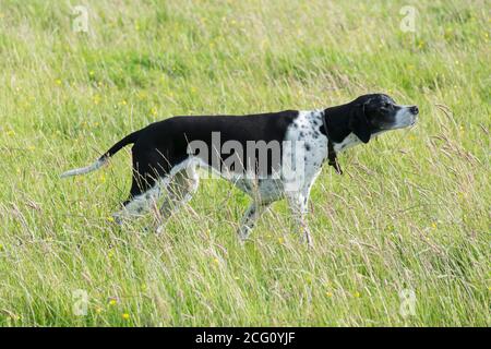 Adult female English Pointer in "point" stance Stock Photo - Alamy
