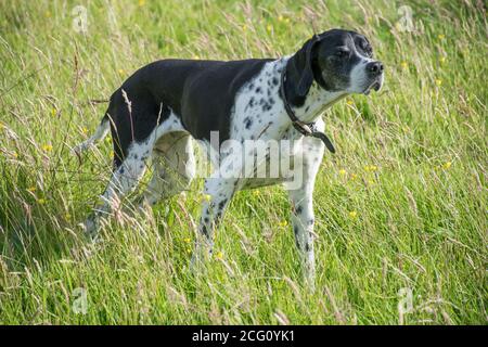 Dog English Pointer / adult pointing in a field Stock Photo - Alamy