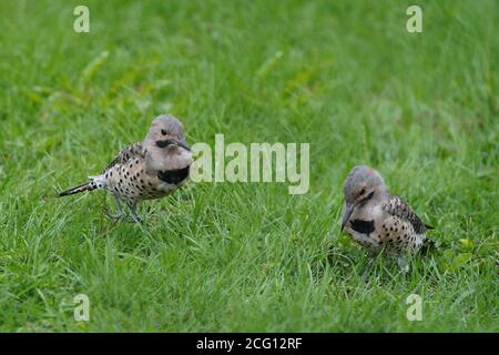 Flicker juveniles on ground pecking for food Stock Photo - Alamy