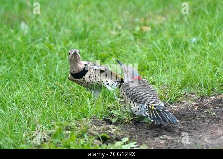 Flicker juveniles on ground pecking for food Stock Photo - Alamy
