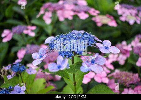 Photos of the bluebird "lace cap" flowers, or Hydrangea serrata Stock ...