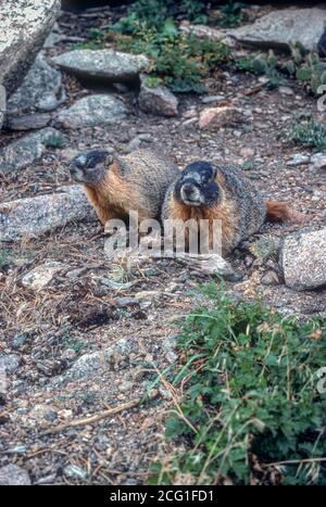 Yellow Belly Marmot in Rocky Mountain National Park in Colorado Stock ...