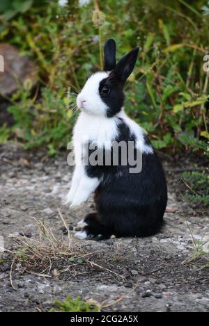 Young Alert Dutch Rabbit Stock Photo - Alamy