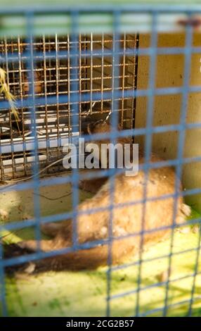 Dead stoat in trap, Orkney Islands Stock Photo - Alamy