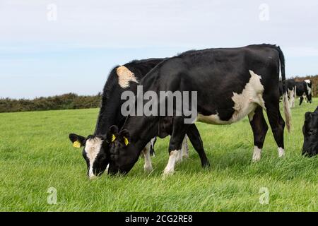 Side view of Holstein Friesian cow on grass pasture Devon Stock Photo ...