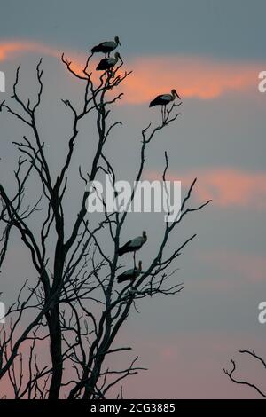 a flock of White storks (Ciconia ciconia) roosting on a treetop at ...