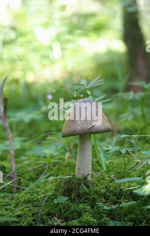 The Big Grisette (Amanita ceciliae) - edible Stock Photo - Alamy