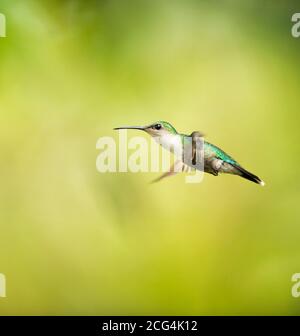 Female snowcap hummingbird - Costa Rica Stock Photo - Alamy