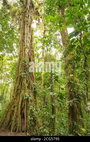 Ficus (fig) tree, Monteverde Cloud Forest Preserve, Costa Rica Stock ...