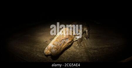Spectacled caiman being fed meat on road - Costa Rica Stock Photo - Alamy
