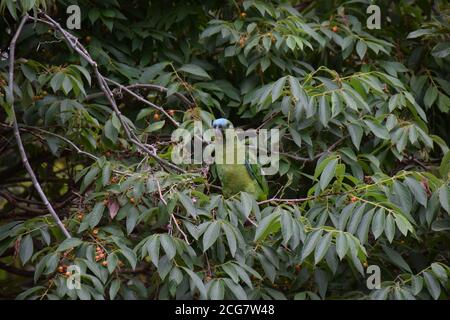 parrot psitacidae papagaio Brazilian fauna and flora tropical birds ...