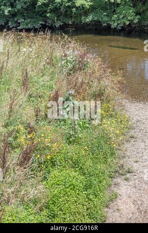 Marsh Ragwort - Senecio palustris Stock Photo - Alamy