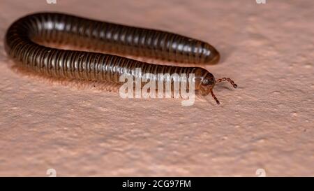 Parajulid Millipede of the Family Parajulidae with selective focus ...