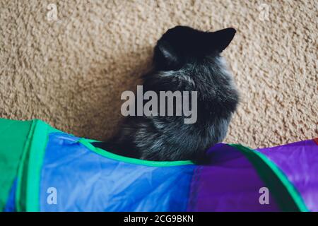 Calico Cat Framed and Alert in Cat Tunnel Toy Stock Photo - Alamy