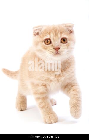 CREAM SCOTTISH FOLD KITTEN AGAINST WHITE BACKGROUND Stock Photo - Alamy