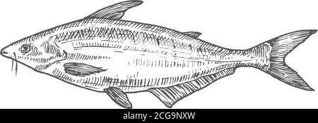 Pangasius Abstract Vector Sign, Symbol or Logo Template. Hand Drawn ...