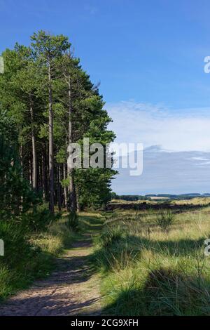 Tentsmuir forest, Fife, Scotland. August 5th, 2021. The March Stone and ...