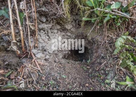 Rabbit hole in Cornish hedgerow. Metaphor Down the Rabbit Hole ...
