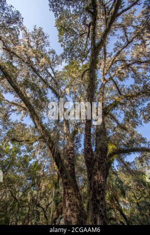 Goethe State Forest in Levy County, Florida Stock Photo - Alamy