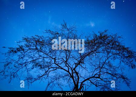 flowering yellow trees Ecuador Guayacanes Stock Photo - Alamy