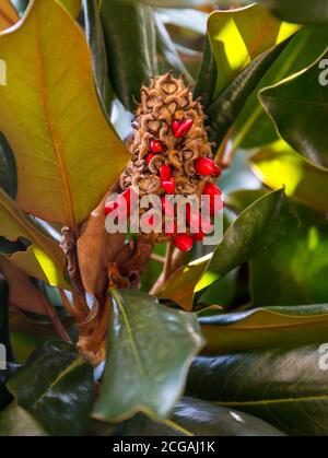 very ripe magnolia tree seed pod still on the tree. Some seeds have ...
