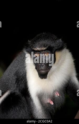 DIANA MONKEY cercopithecus diana, PORTRAIT OF FEMALE Stock Photo - Alamy