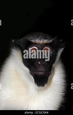 DIANA MONKEY cercopithecus diana, FEMALE Stock Photo - Alamy