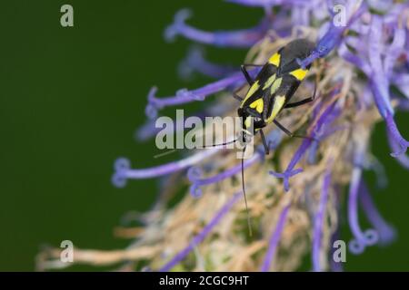 Weichwanze, Grypocoris sexguttatus, Weichwanzen, Blindwanzen, Miridae ...