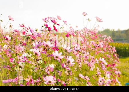 Yellow cosmos flowers with light Yellow background,soft focus,vintage ...