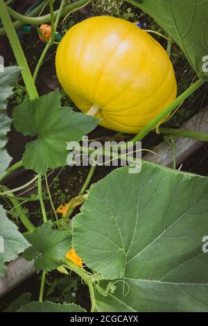 yellow pumpkins in a farm greenhaouse in autumn Stock Photo - Alamy