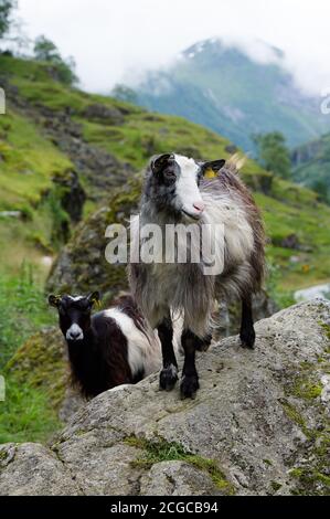 Goats in mountain landscape, Norway Stock Photo - Alamy