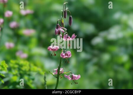 Blooming purple plant Lilia on the green background, closeup Stock ...