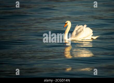 The exquisite elegance of swans swimming near the shores of the Upper ...