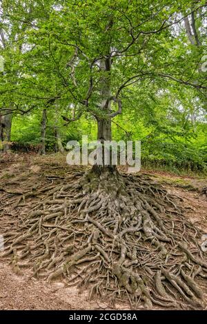 Mature European beech tree with a root system that forms a cave from ...