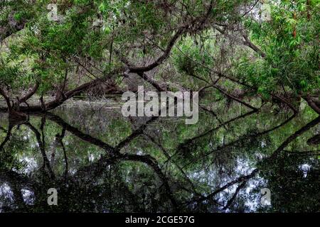Black and Arroyo Willow Trees. Madrona Marsh Wetlands is a vernal ...
