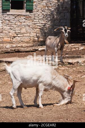 Safari park in Brijuni National Park with animals on the grassland in ...
