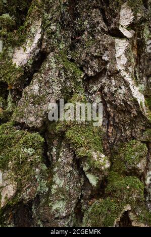 Bulging Tree Trunk Stock Photo - Alamy