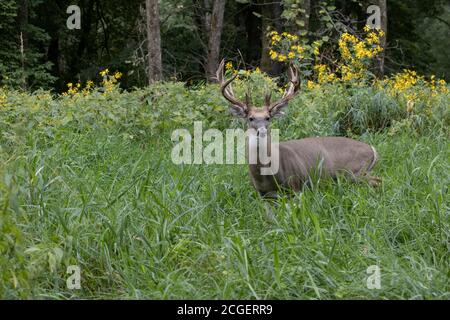 An alert, mature buck whitetail deer with big antlers standing at the ...