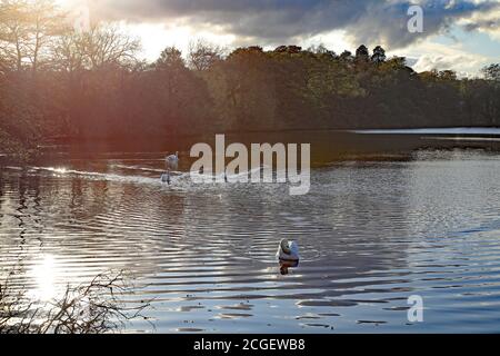 Groby Pool, Groby, Leicestershire, England, UK Stock Photo - Alamy