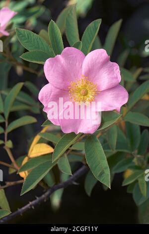 swamp rose (Rosa palustris Stock Photo - Alamy