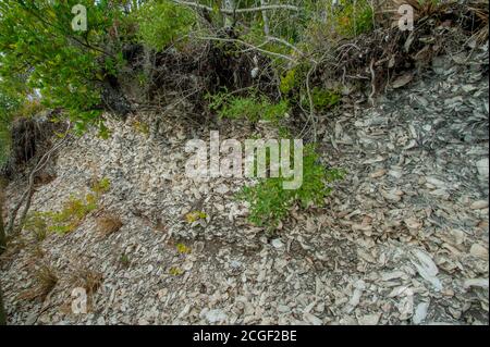 Ancient shell middens (mostly oyster shells), deposited by Native ...