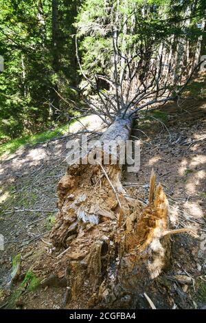 Fallen tree trunk core Stock Photo - Alamy