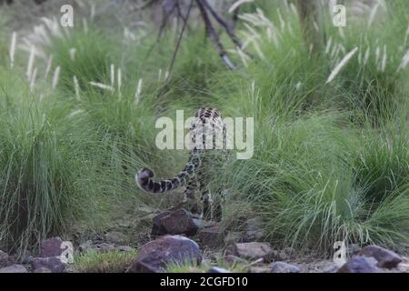 Arabian Leopard (Panthera pardus nimr) native to Arabian Peninsula ...