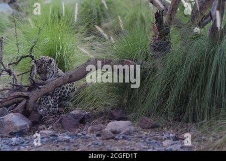 Arabian Leopard (Panthera pardus nimr) researcher Waleed Al'Rail ...
