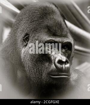 silverback gorilla in captivity Stock Photo - Alamy