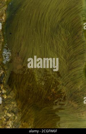 The texture of tina underwater. The glossy surface is green Stock Photo ...