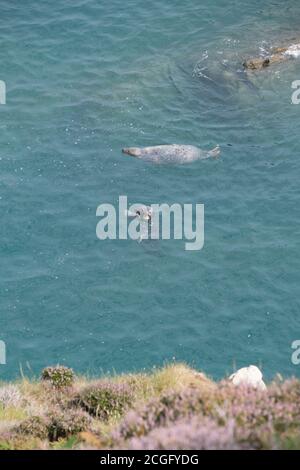 Seals on the Devon caostline at Woolacombe in the UK Stock Photo - Alamy