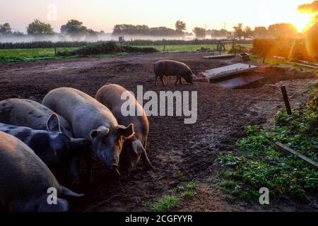 Brunswick, Germany. 11th Sep, 2020. Football: DFB Cup, Eintracht ...